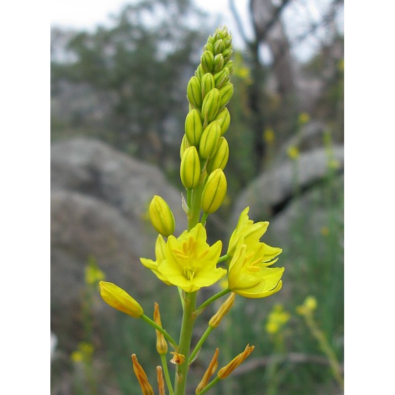 Native Daffodil Golden Lily 1 Plants Leek Onion Bulbine bulbosa