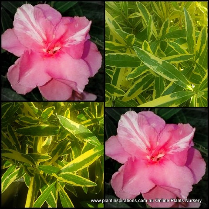Oleander variegatum Double Pink x 1 Plants Nerium splendens variegata