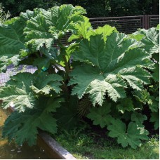 Plantinspirations Online Nursery - Tropical Plants