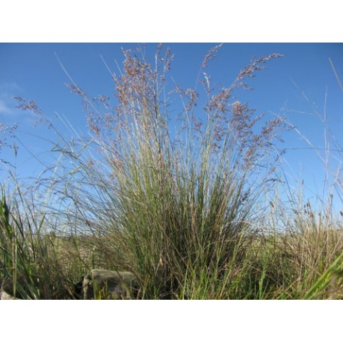 Tussock Grass Grey x 1 Plants Native Garden Hardy Fast Hardy Snow ...