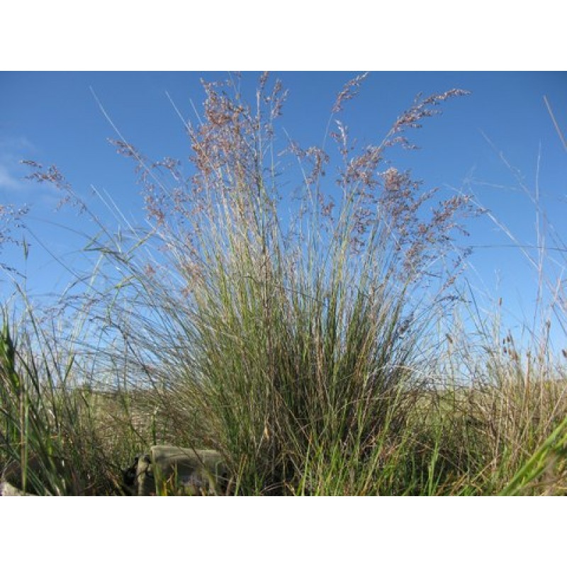 Tussock Grass Grey x 1 Plants Native Garden Hardy Fast Hardy Snow ...