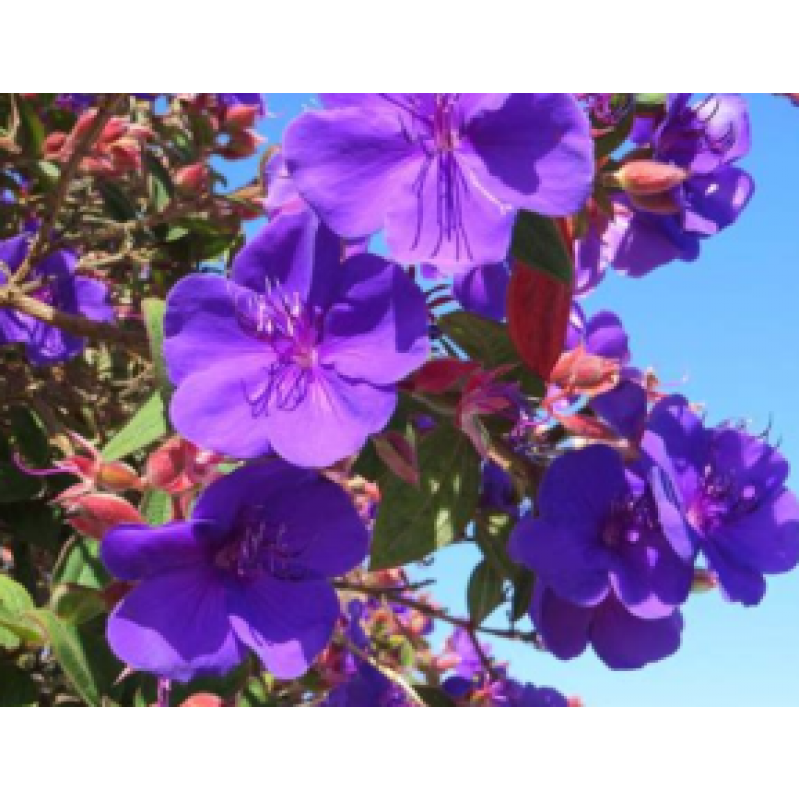 Purple Princess Plants 1 Tibouchina urvilleana grandiflora lasiandra ...