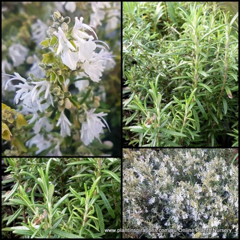 Rosemary White Flowering 1 Plants Rosmarinus officinalis albiflorus ...