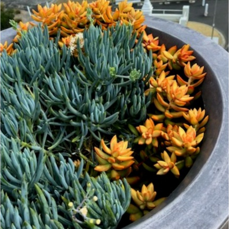 Blue Chalk Sticks x 1 Succulent Plants Hardy Groundcover Rockery Border ...