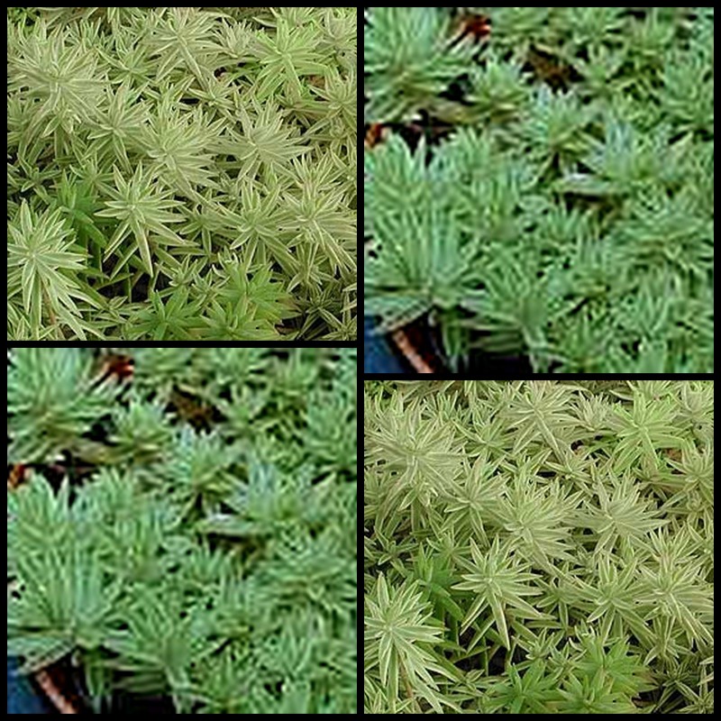 Carpet Sedum lineare variegatum 1 plants Ground Cover Yellow Flowering