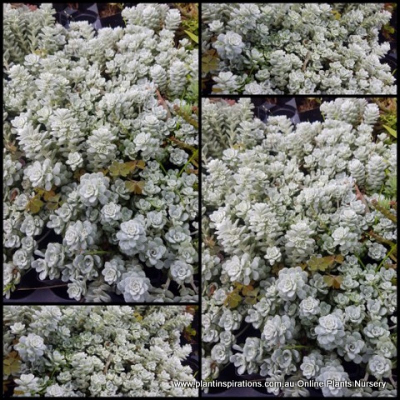 Sedum Broadleaf Stonecrop x 1 Succulents Plants Groundcover Grey Silver ...