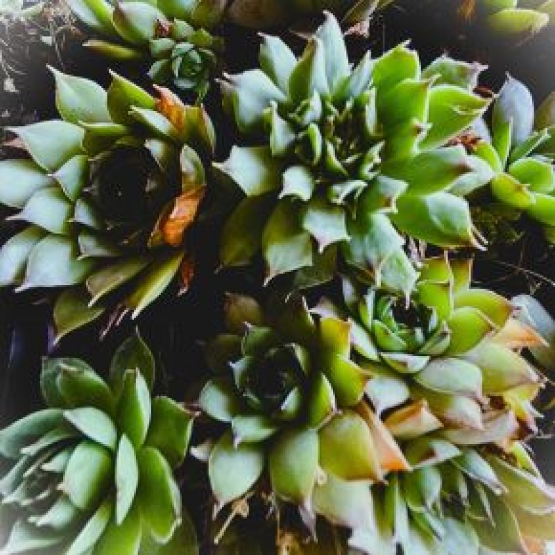 Red Tipped Houseleek Rosette 1 Plants Sempervivum calcareum Jord