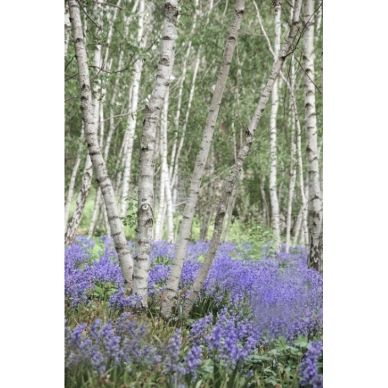 Silver Birch 1 Weeping Tree Plants Betula pendula White trunk alba