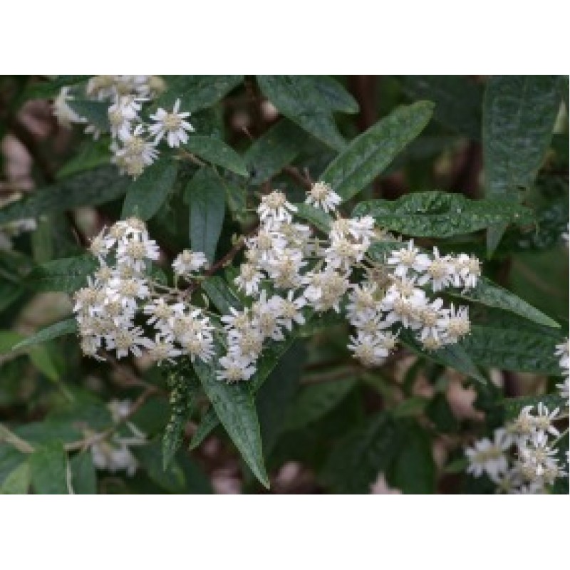 Snowy Daisy Bush x 1 Plants Olearia lirata Native Flowers Sun Shade ...