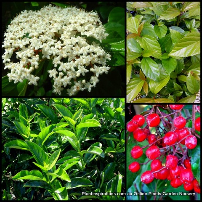 Viburnum Japanese 1 Plants Fragrant Flowering Hedging Shrubs japonicum