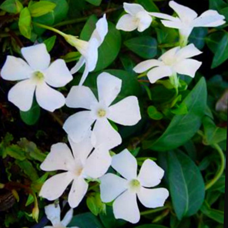 Vinca White 1 Plants Periwinkle minor alba Shade Ground cover
