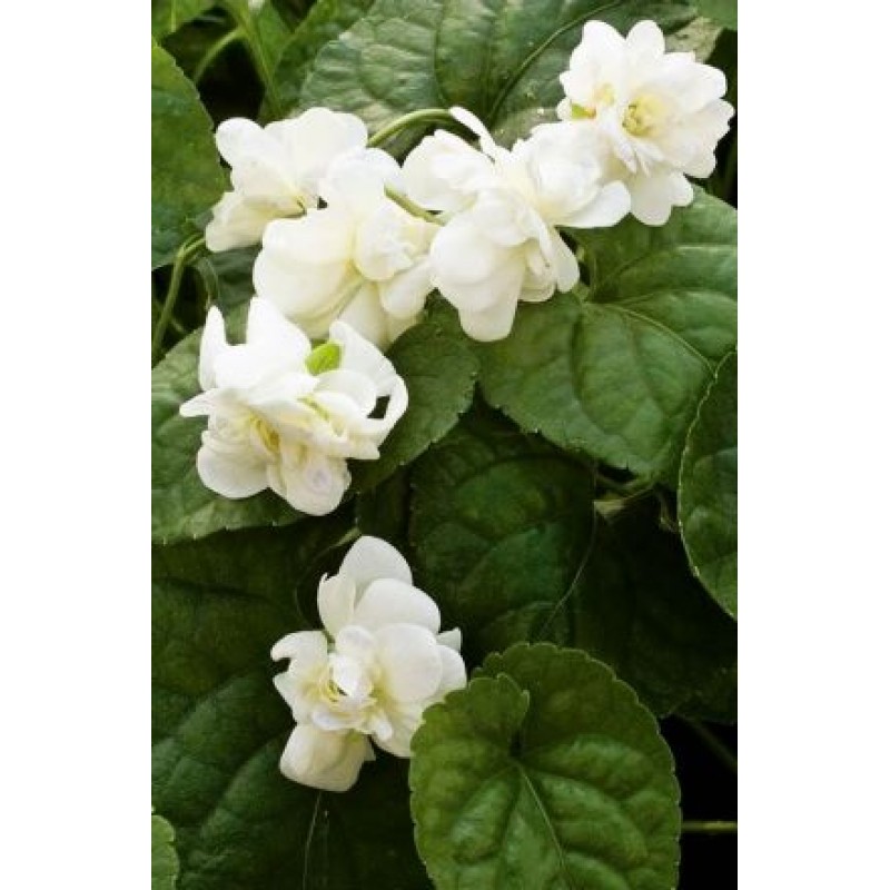 Sweet Violet Conte di Brazza 1 Plants Double White Viola odorata alba