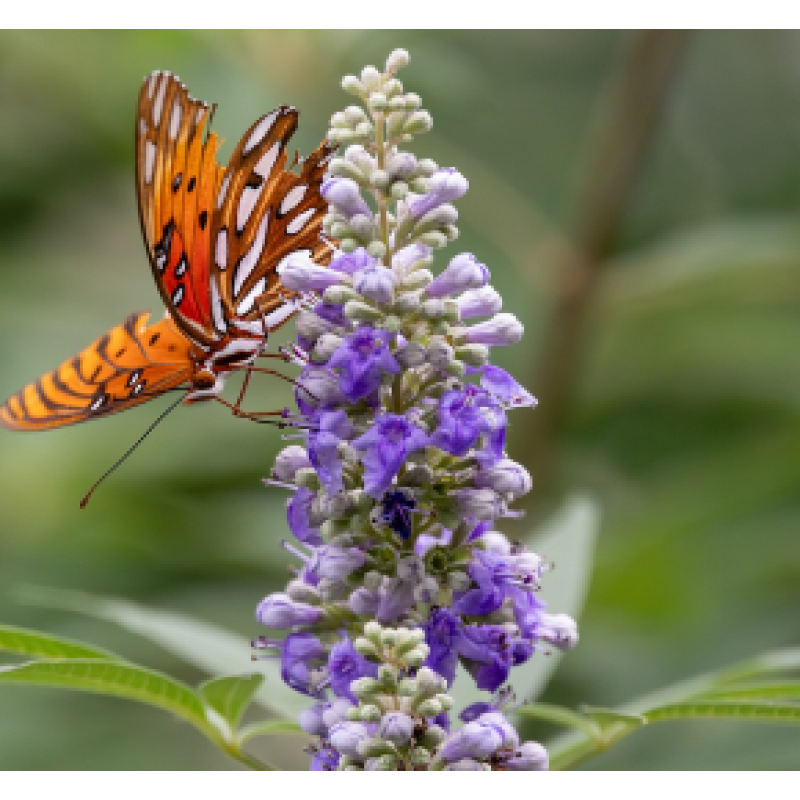 Lavender Flower Spikes Chaste Tree 1 Plants Vitex agnus-castus Fruiting ...