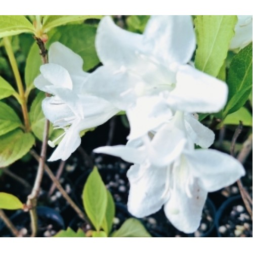 Weigela florida alba White 1 Plants Flowering Deciduous shrubs
