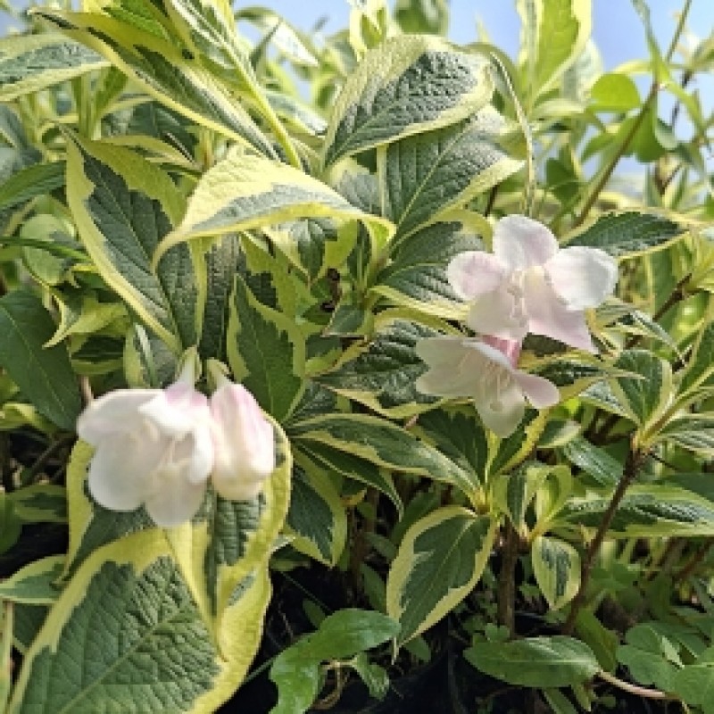 Weigela Variegated 1 Plants Pink/White Flowering Shrubs florida