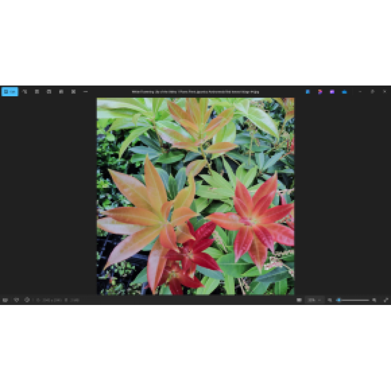 Lily of the Valley Forest Flame 1 Plants Pieris japonica Andromeda