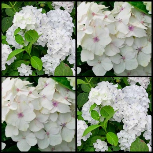 Hydrangea Mme Emile Moulliere 1 Plants White Flowering Madame macrophylla