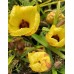 Native Hibiscus heterophyllus Yellow 1 Plants Flowering Shrubs