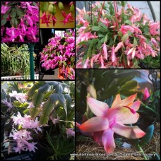 Plantinspirations Online Nursery - Tropical Plants