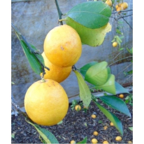 Lemon Tree Lemonade 1 Plants Fruit Citrus limon x reticulata
