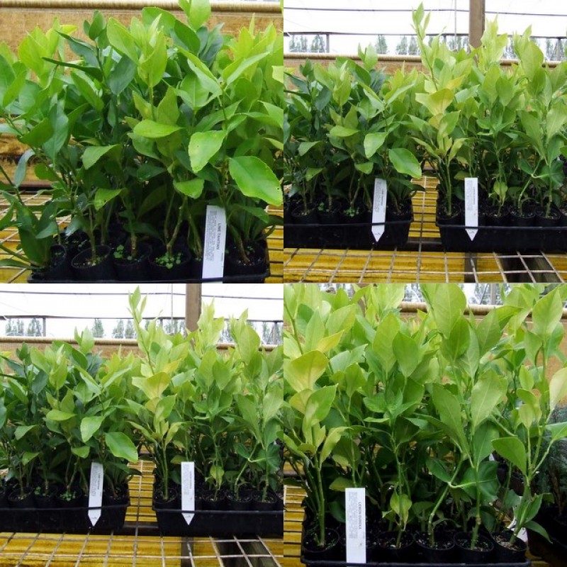 Tahitian Lime Tree 1 Plant Fruiting Scented Flowering Edible