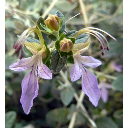 Silver Bush Germander 1 Plants Mauve Flowering Teucrium fruticans Hardy